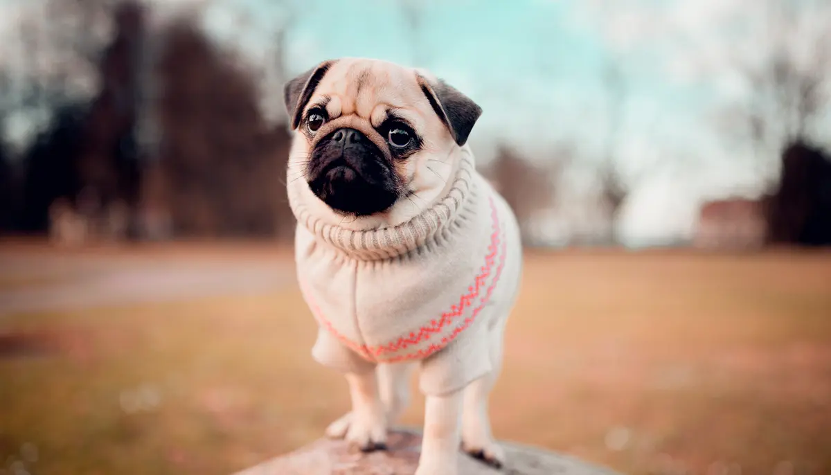 Ropa para pug bebé: ¡viste a tu compañero con estilo! | Montesco Jeans